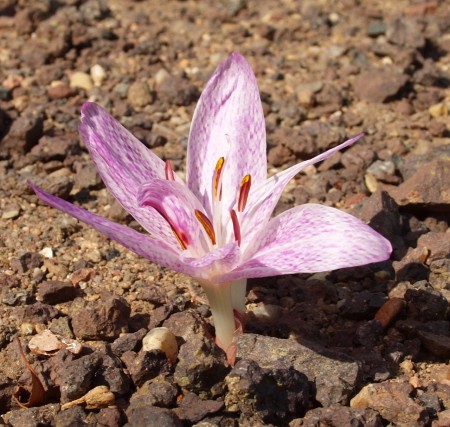 Colchicum x agrippinum :: Greyheronsfarm